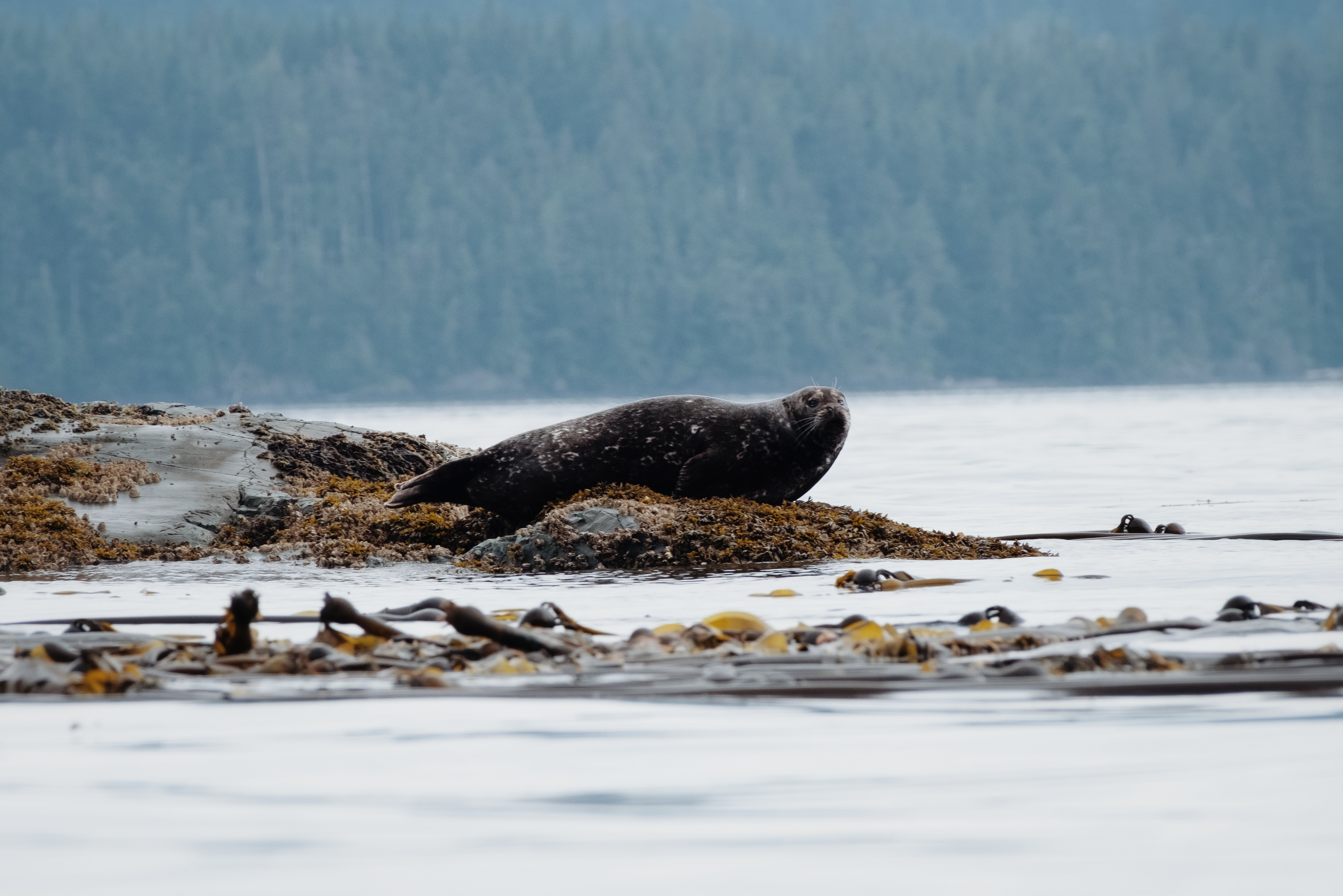 A complete guide to Kayaking in Desolation Sound – The Trail of B.